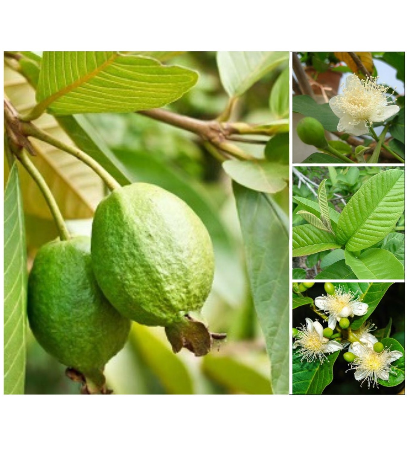 Phân Thuốc Vi Sinh AT