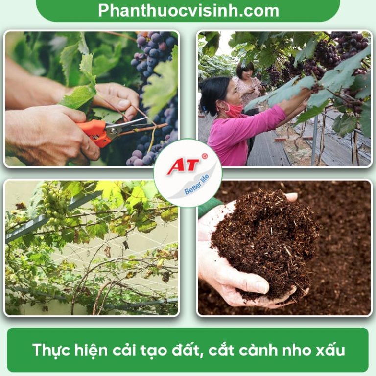 Phân Thuốc Vi Sinh AT