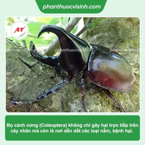 Phân Thuốc Vi Sinh AT