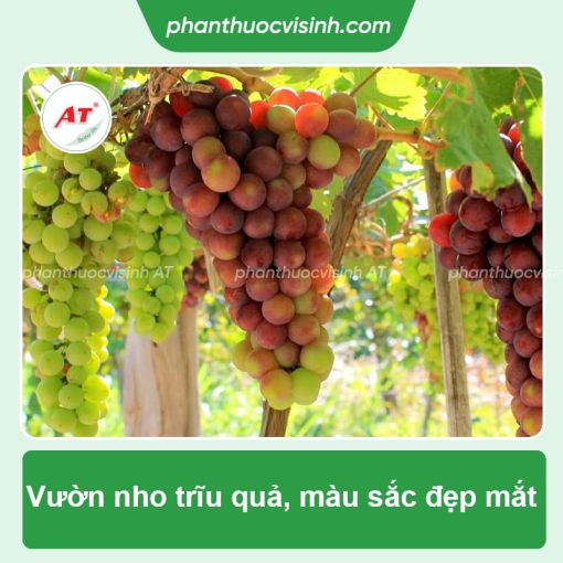 Phân Thuốc Vi Sinh AT