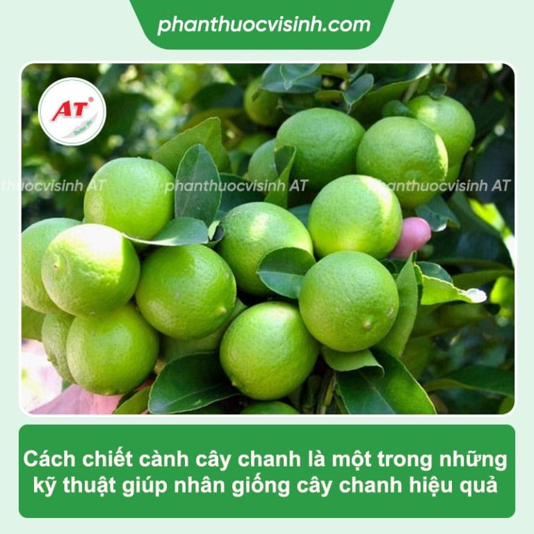 Phân Thuốc Vi Sinh AT